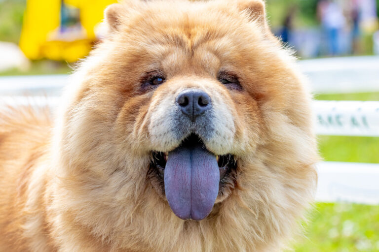 Chou Chou o Chow Chow: prezzo e caratteristiche