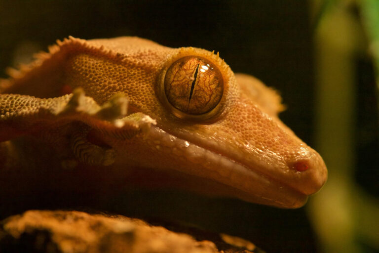 Geco ciliatus o geco crestato: aspetto, habitat e allevamento