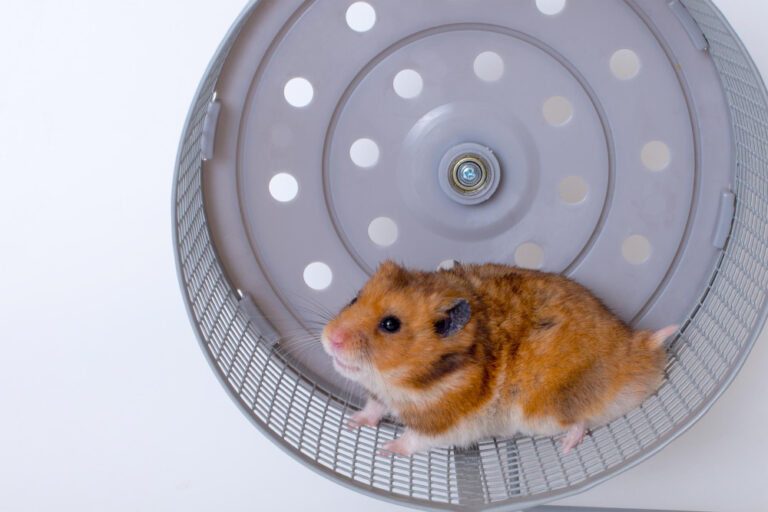 La mucca nana irlandese